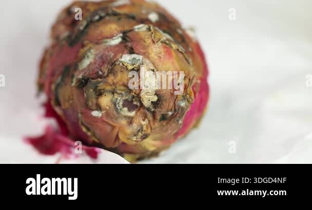 Damaged Dragon Fruit in Studio Lighting Stock Video Footage - Alamy