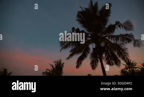 Silhouette of a tall palm tree against a colorful orange pink sunset ...
