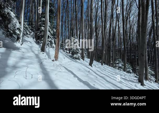 Falling snow from trees shimmers in sunlight. Snow-covered forest in ...
