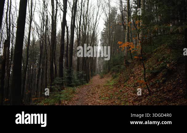 Landscape view of calm rain falling in beautiful spring forest. Forest ...