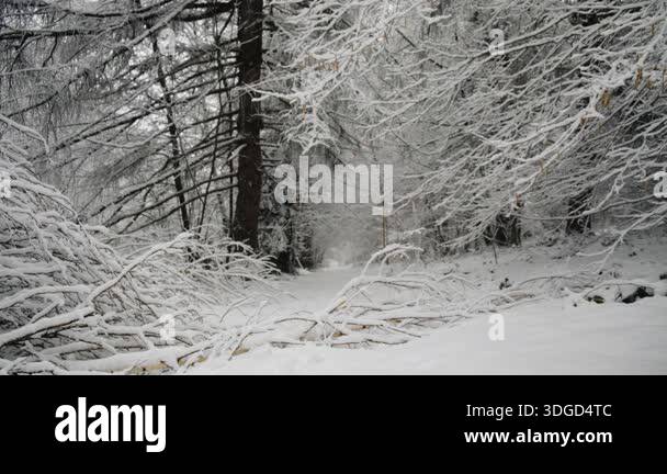 Snowy forest path with tall trees covered in snow on winter day ...