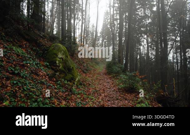 Beautiful spring forest during calm rain. Nature, seasons, environment ...