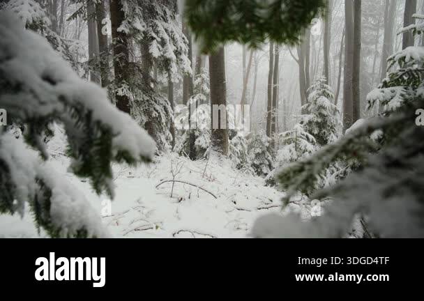 Serene Winter Snowfall in Dense Forest Landscape. Winter fairy tale in ...
