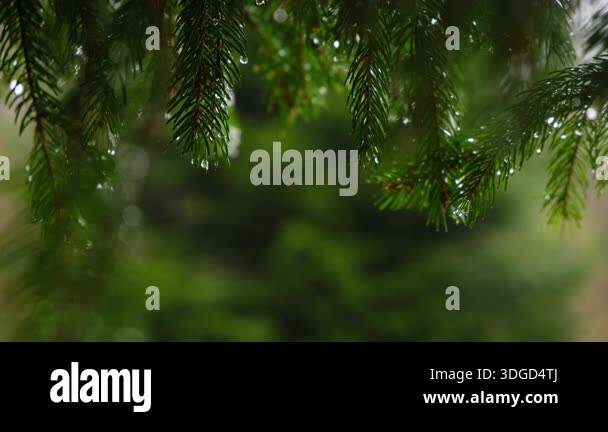 Close up of drops of water on spruce branch in the forest during spring ...