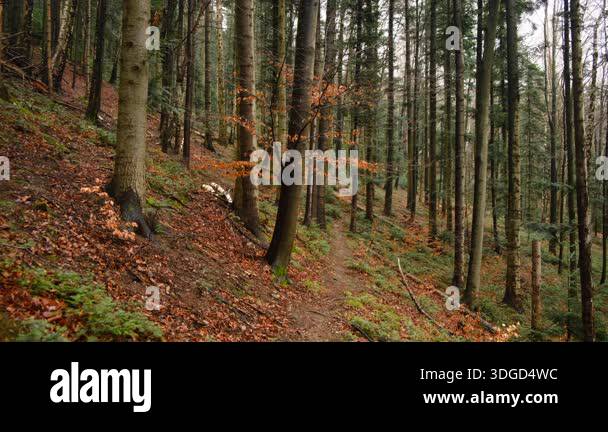 Beautiful forest during calm rain at spring or autumn time. Nature ...