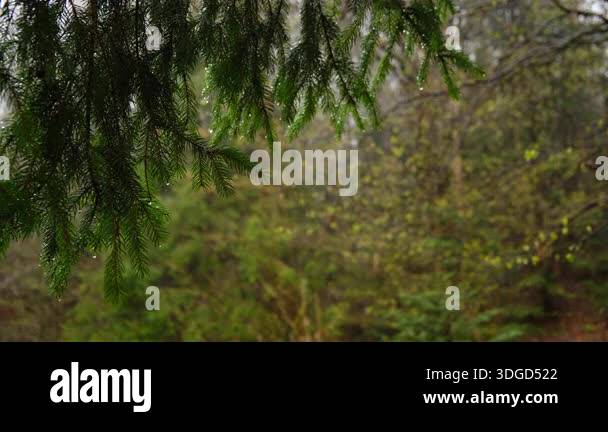 Drops of water on spruce branch in spring forest during calm rain ...