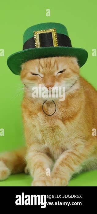 Ginger Cat in Leprechaun Hat on Green Background Stock Video Footage ...