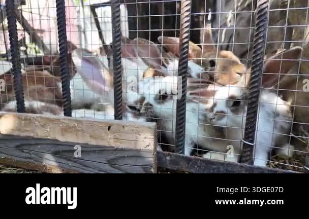 A small rural rabbit enclosure with several rabbits in a simple metal ...