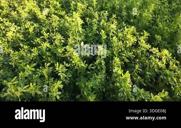 Close-up view of alfalfa plants growing in a cultivated field, gently ...