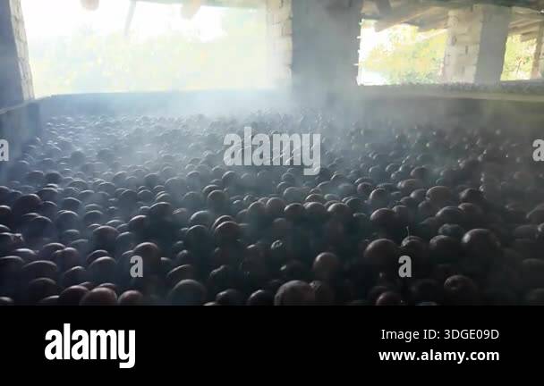 Wood-fired plum drying kiln with rising smoke. Smoke slowly rises ...