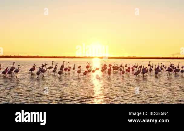 Large flamingo flock wading in calm water during a vibrant sunrise ...
