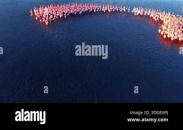 Aerial view of hundreds of flamingos gathered in a large, curved ...