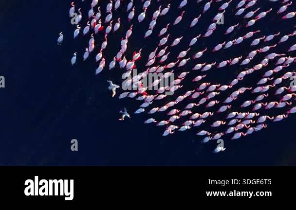 Top-down drone shot a mixed group of pink flamingos moving through dark ...