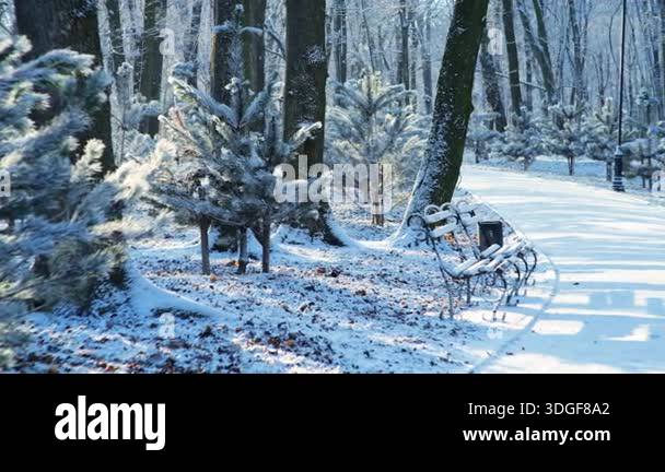 Tranquil winter scene in a snow-covered city park featuring trees and a ...