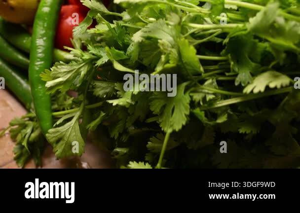Close Up Of Green Parsley Leaves Background. Fresh Coriander Leaves ...