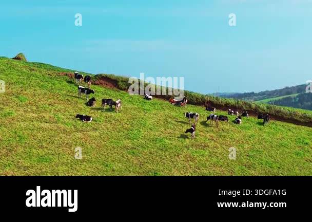 Aerial view of cows grazing on lush green fields of Sao Miguel island ...