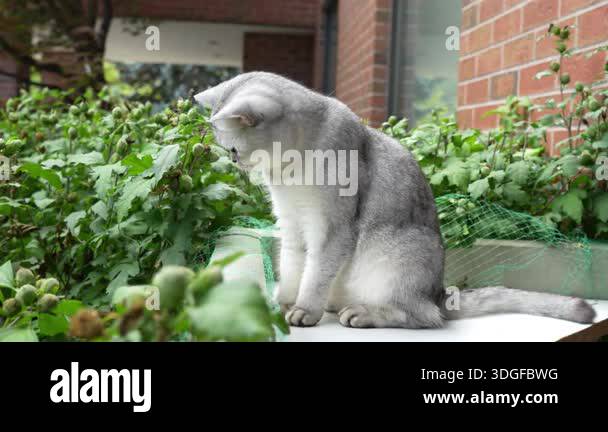 A Scottish Straight female cat sits on a balcony, first looking down ...