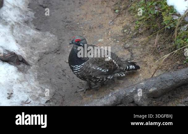 Close-up slow-motion footage of a male white-tailed ptarmigan walking ...