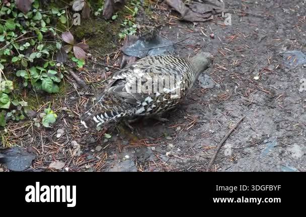Close-up slow-motion footage of a female white-tailed ptarmigan walking ...