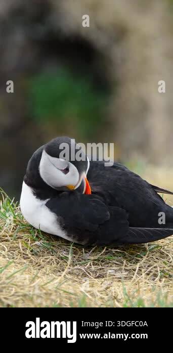 Vertical Screen: Atlantic Puffin in Iceland, Cute Bird site on Cliff ...