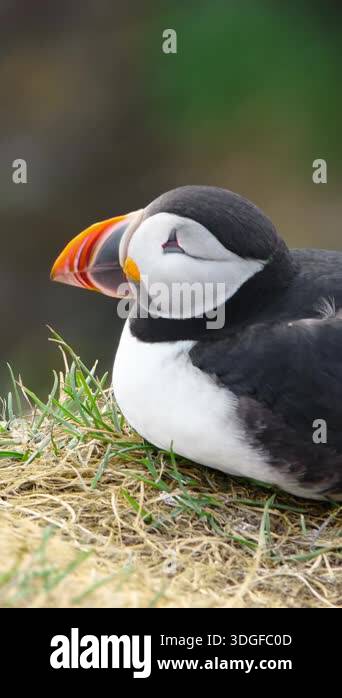 Vertical Screen: Atlantic Puffin in Iceland, Cute Bird site on Cliff ...