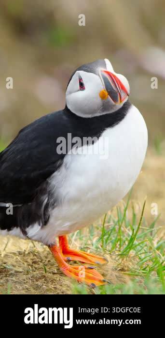 Vertical Screen: Atlantic Puffin in Iceland, Cute Bird site on Cliff ...