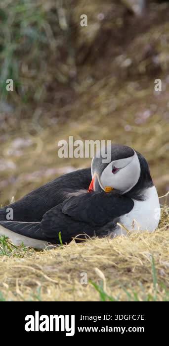 Vertical Screen: Atlantic Puffin in Iceland, Cute Bird site on Cliff ...