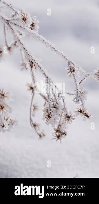frozen grass in the winter Stock Video Footage - Alamy