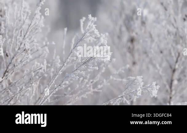 frozen grass in the winter Stock Video Footage - Alamy
