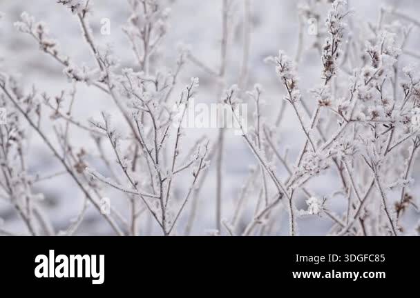 frozen grass in the winter Stock Video Footage - Alamy