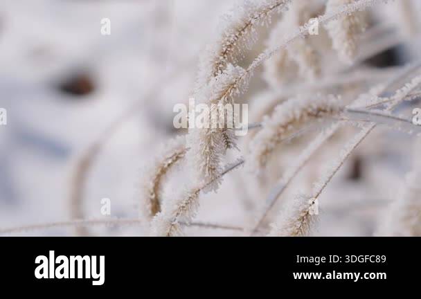 frozen grass in the winter Stock Video Footage - Alamy