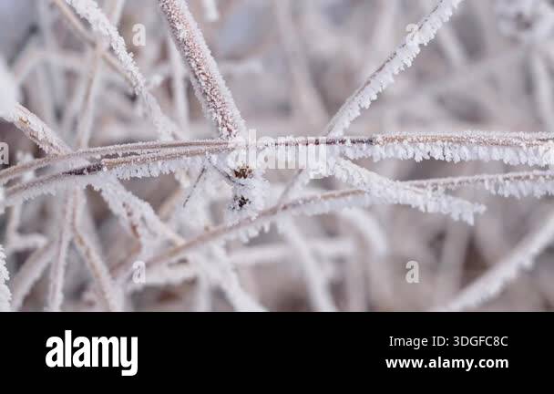 frozen grass in the winter Stock Video Footage - Alamy