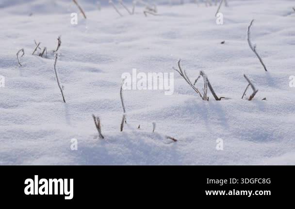 Nature Winter snow with grass background Stock Video Footage - Alamy
