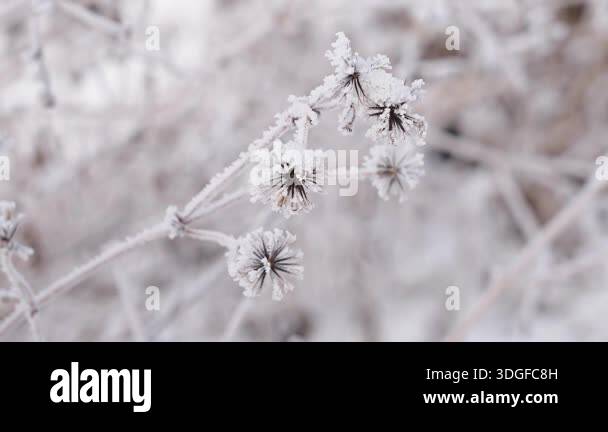 frozen grass in the winter Stock Video Footage - Alamy