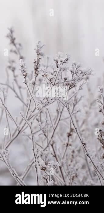 frozen grass in the winter Stock Video Footage - Alamy