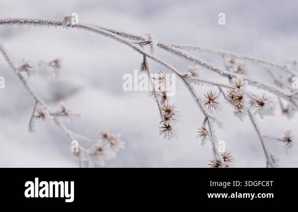 frozen grass in the winter Stock Video Footage - Alamy