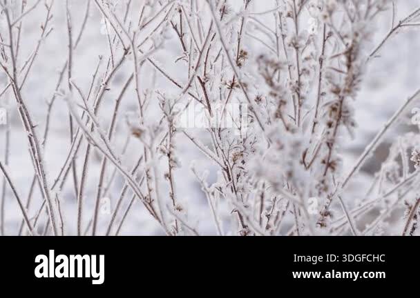 frozen grass in the winter Stock Video Footage - Alamy