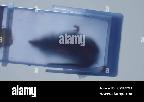 Mouse inside plastic pest control trap. Silhouette of rodent in plastic ...