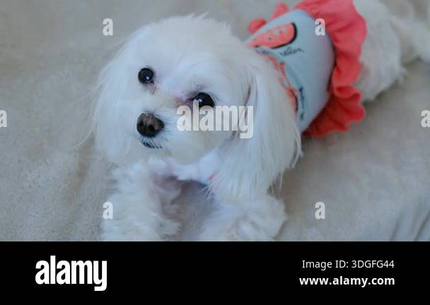 White Dog with Black Eyes and Nose Looking Sweetly at Camera. Adorable ...