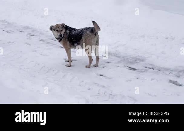 Pack of Stray Mixed Breed Dogs Walking Walking in a Park During Heavy ...