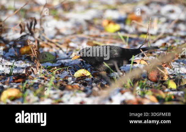 Eurasian common blackbird eats rotten apple, Turdus merula in winter ...