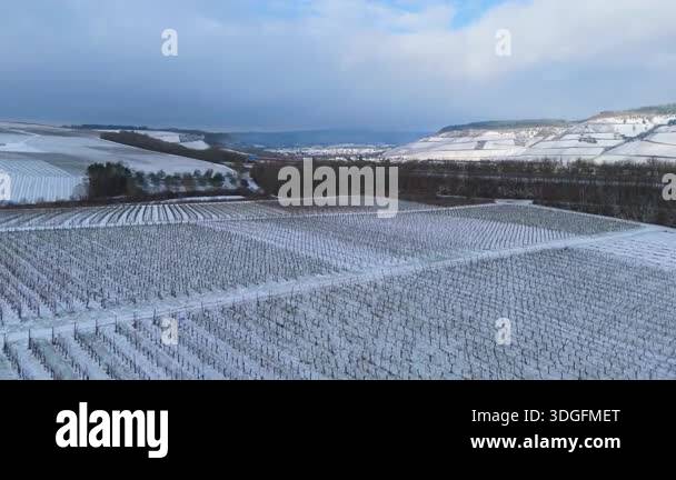 Moselle valley, winter season, snow and frost covered vineyard and ...