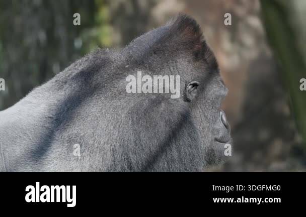 Majestic male silverback gorilla in profile chewing and observing its ...