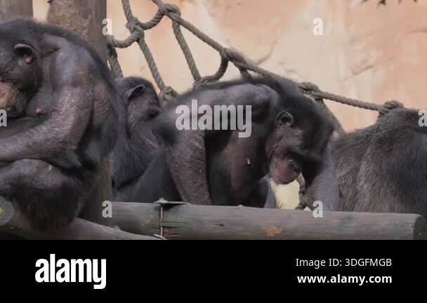 Chimpanzee family relaxing in a zoo enclosure, with one ape lying down ...