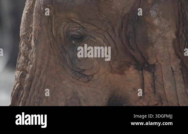 Extreme close-up of an old elephants eye blinking, showing detailed ...