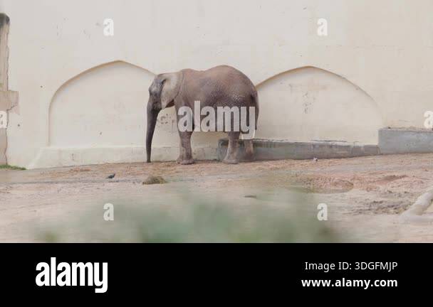 Solemn elephant pacing back and forth in its zoo enclosure against a ...