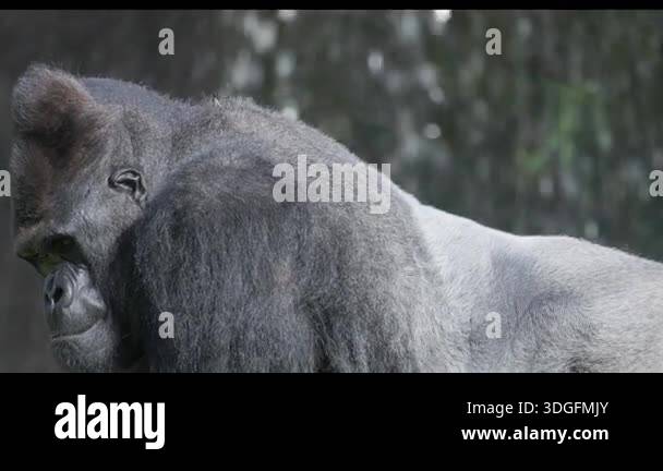 Powerful silverback gorilla looking back at the camera before turning ...