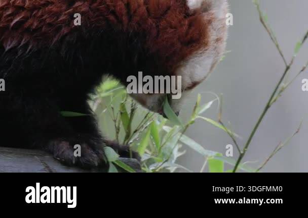 Cute red panda sitting on a tree branch and eating fresh green bamboo ...