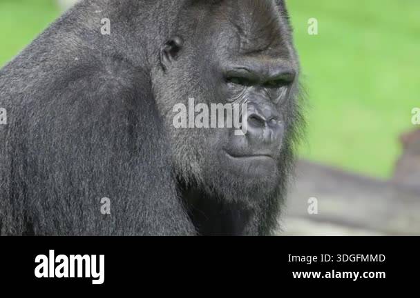 Majestic male silverback gorilla turning its head in a natural habitat ...