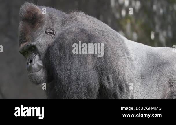Dominant silverback gorilla turning its head in a powerful portrait ...